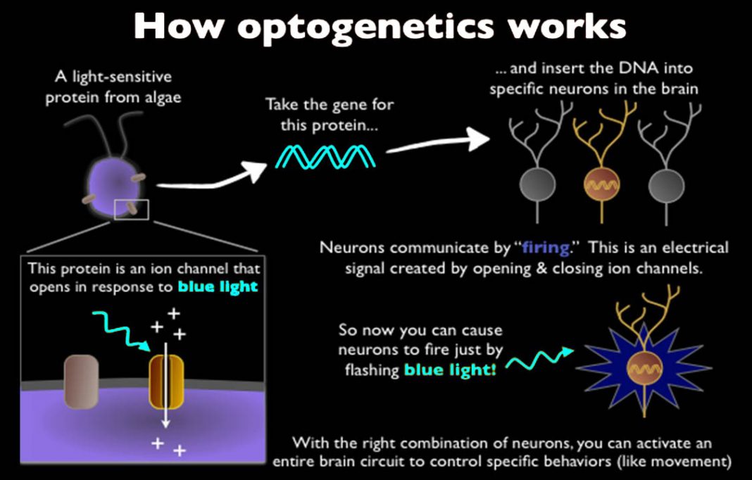 Optogenetics The Future Of Lasers In Neurology For Brain
