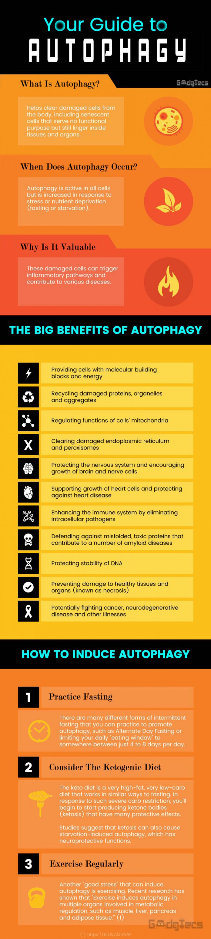 GadgTecs • What is Autophagy — How Can It Help Us In Weight...
